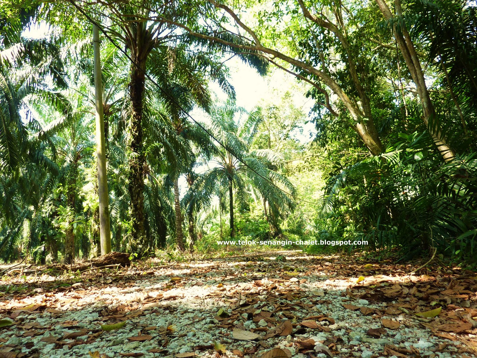 Teluk Senangin Chalet