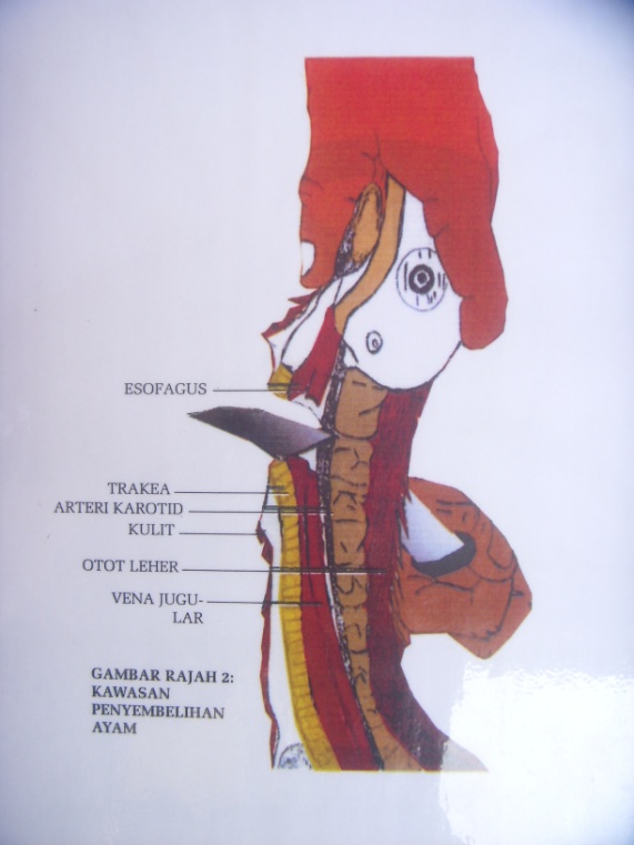 SharpShooter: Ayam sembelih halal atau tidak - wajib anda tahu