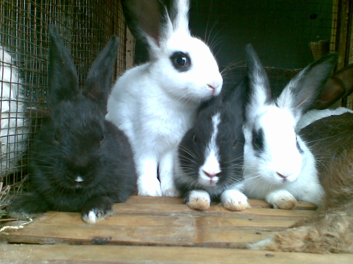 PERMATA RABBITRY: JUAL ANAKAN KELINCI HIAS BERBAGAI JENIS