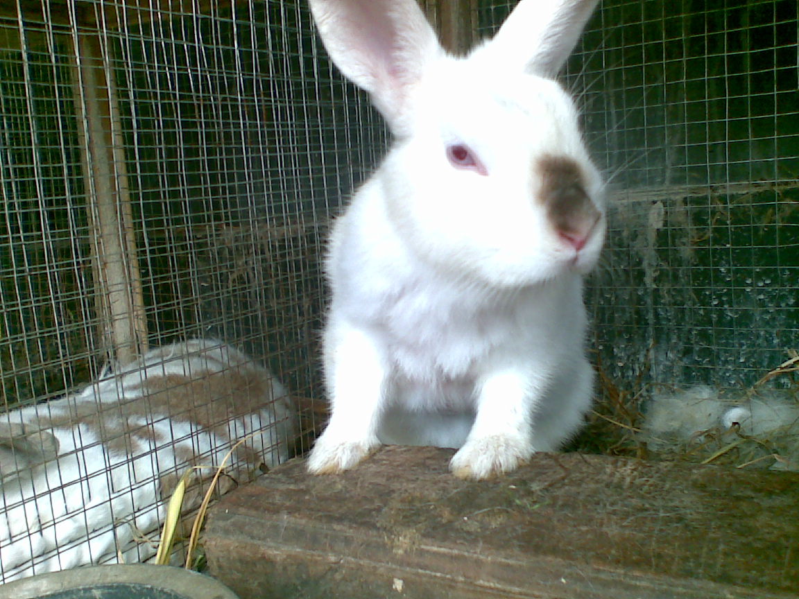 PERMATA RABBITRY: JUAL KELINCI HIMALAYAN, BETINA,10 BULAN