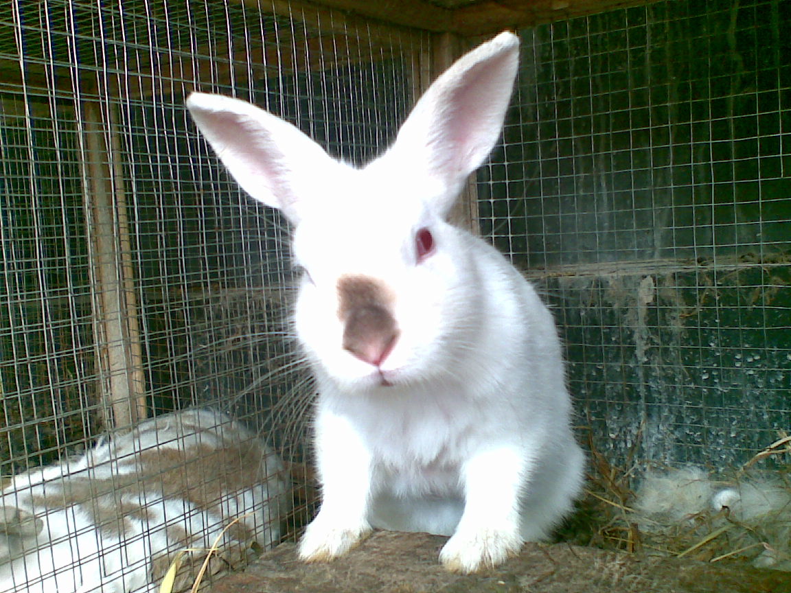 PERMATA RABBITRY: JUAL KELINCI HIMALAYAN, BETINA,10 BULAN