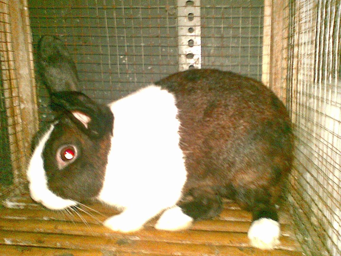 PERMATA RABBITRY: JUAL KELINCI DUTCH, HITAM COKLAT, JANTAN, 9 BULAN