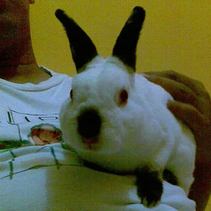 PERMATA RABBITRY: DWARF REX HIMALAYAN, JANTAN, DEWASA