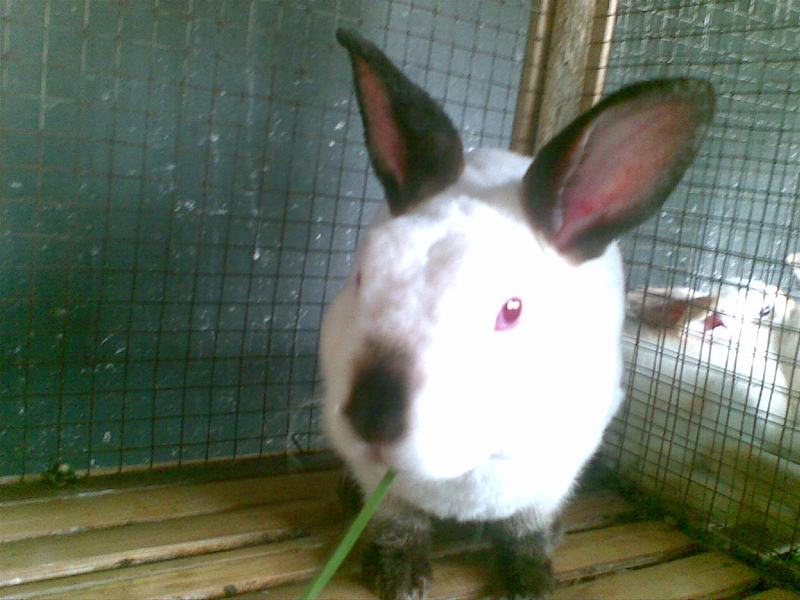 PERMATA RABBITRY: DWARF REX HIMALAYAN, JANTAN, DEWASA