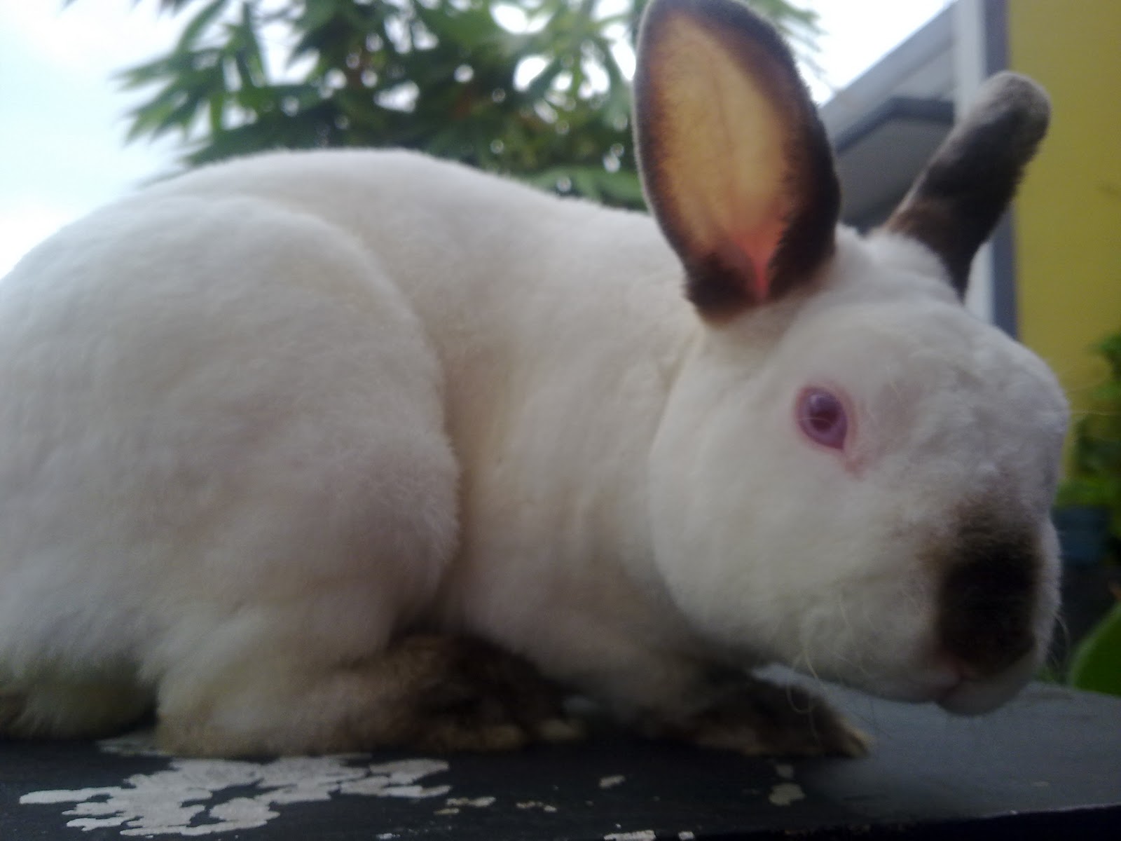 PERMATA RABBITRY: DWARF REX HIMALAYAN, JANTAN, DEWASA