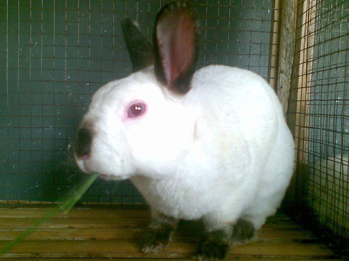 PERMATA RABBITRY: DWARF REX HIMALAYAN, JANTAN, DEWASA