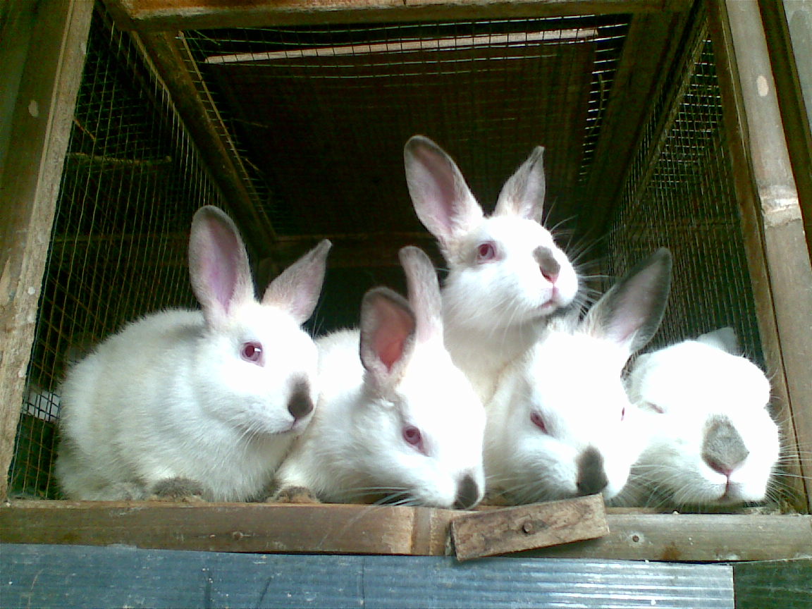 PERMATA RABBITRY: JUAL KELINCI, HIMALAYAN, ANAKAN, LAHIR 20 - 12 - 2010