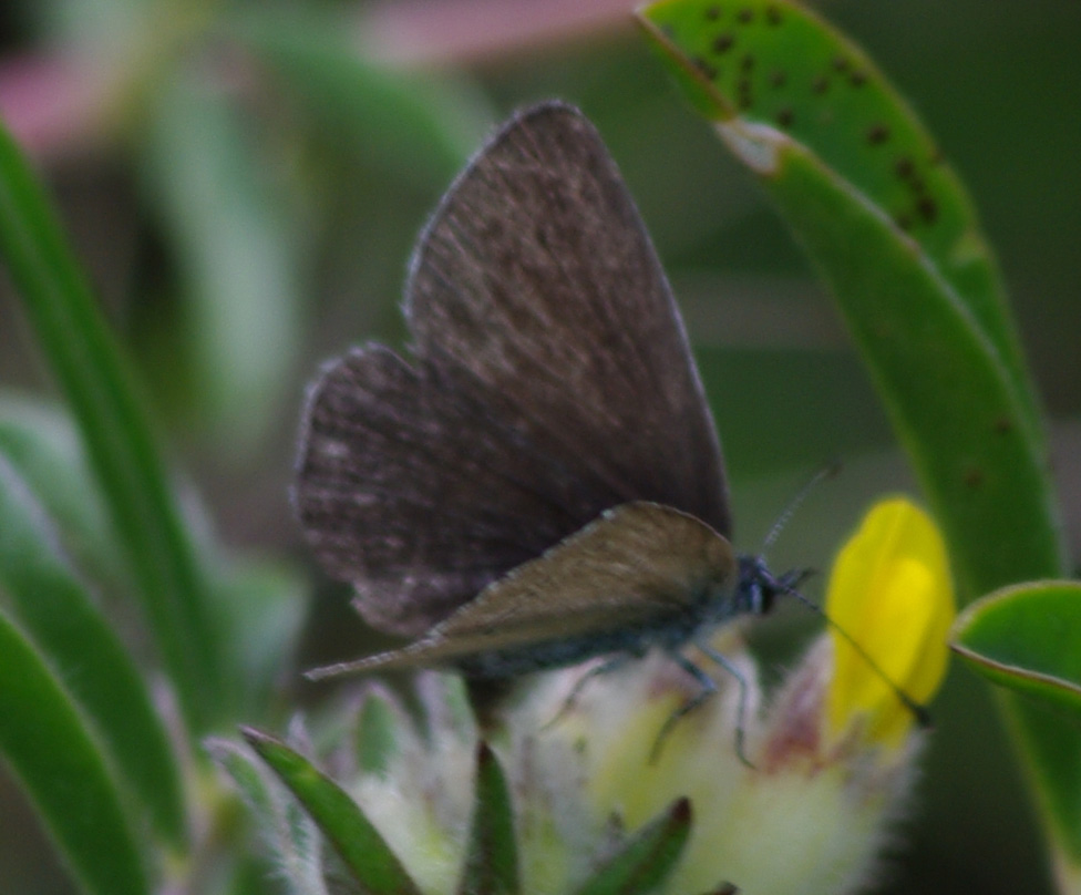 Bamber Bridge Birder: 01/06/10 - 01/07/10