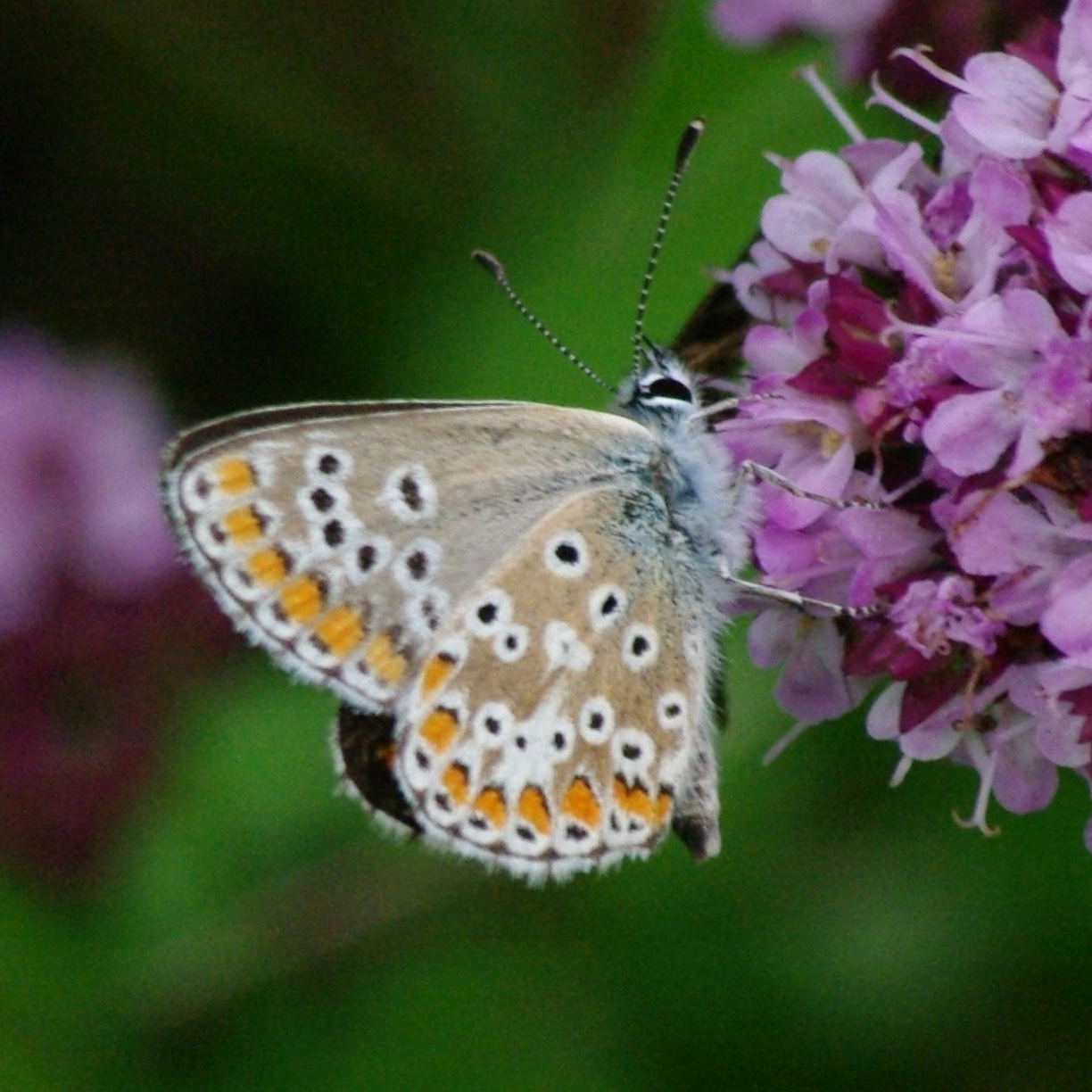 Bamber Bridge Birder: 01/08/10 - 01/09/10