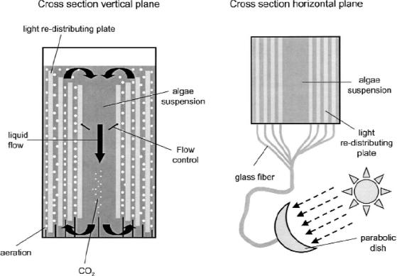 Biofuels Project 2010: Photobioreactor design