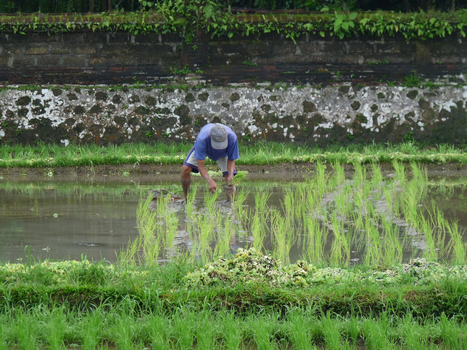 eastcoastlife: Staying Amidst Padi Fields in Bali