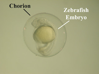 Winona State University Rochester Education Minnesota Student Program