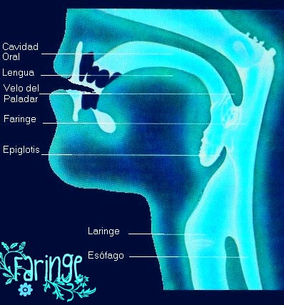 Sistema digestivo: Faringe