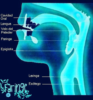Sistema digestivo: Faringe