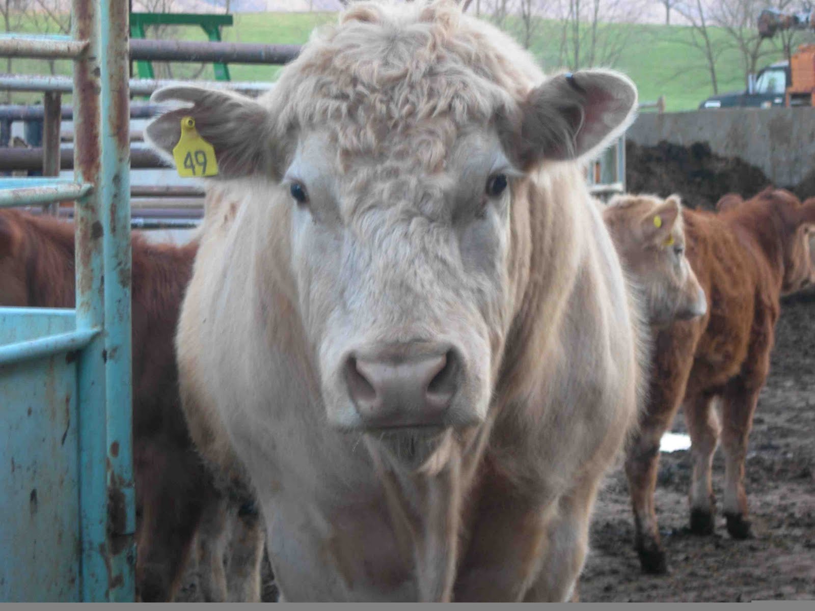 yupfarming: Farm animals R US