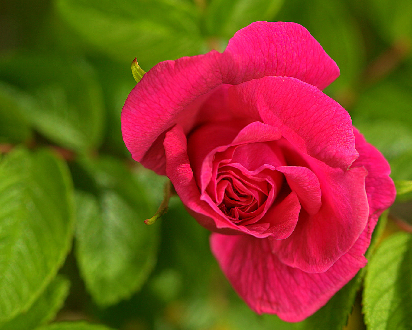 Yves Ouellette: Roses, fleurs sauvages