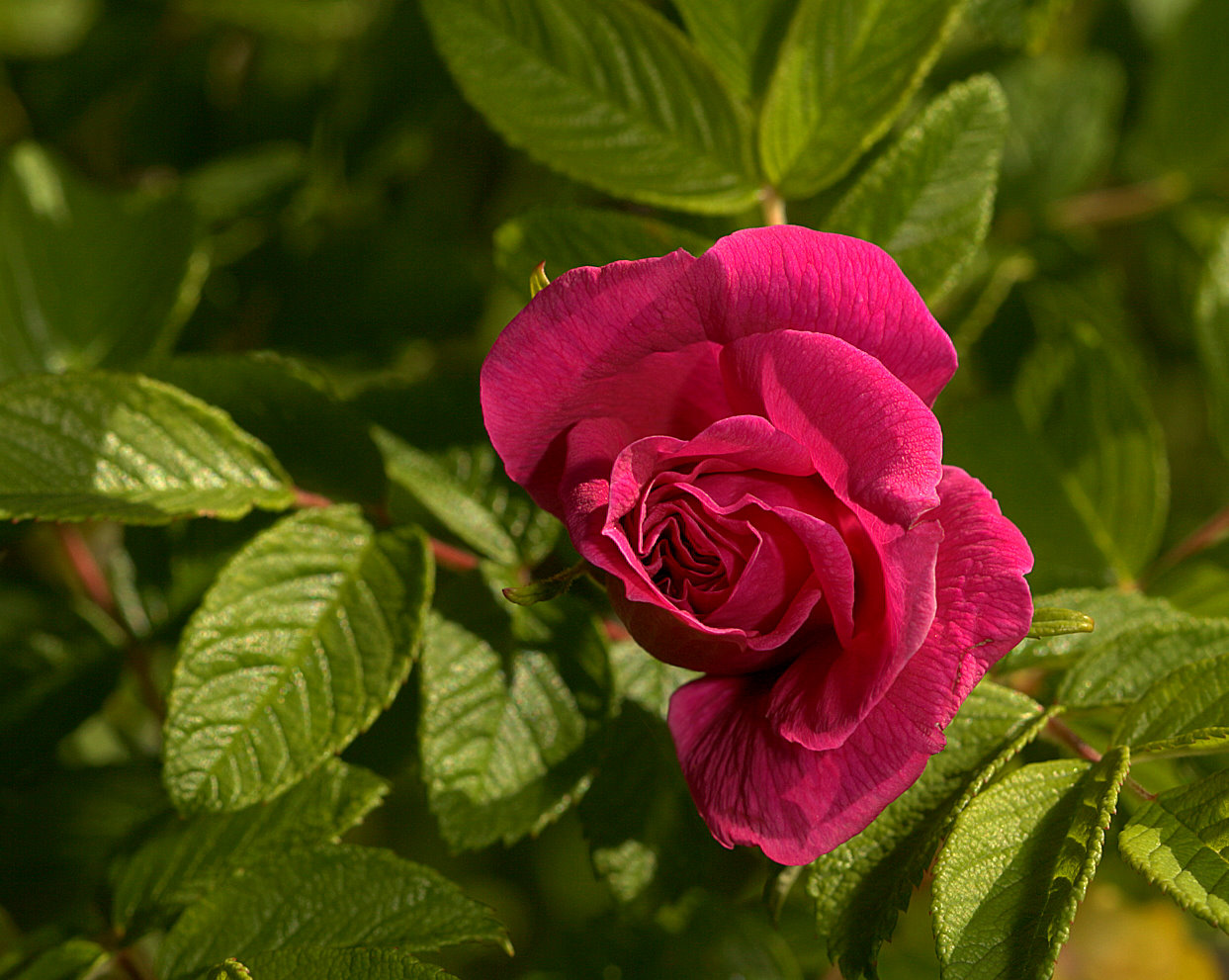 Yves Ouellette: Roses, fleurs sauvages