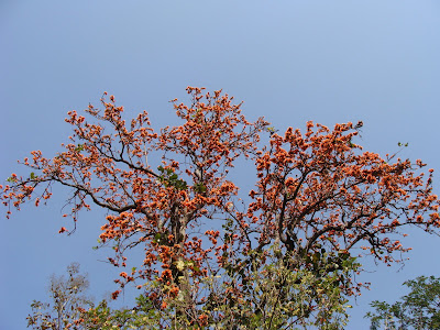 Native Myanmar Flowers Lovers: May 2009