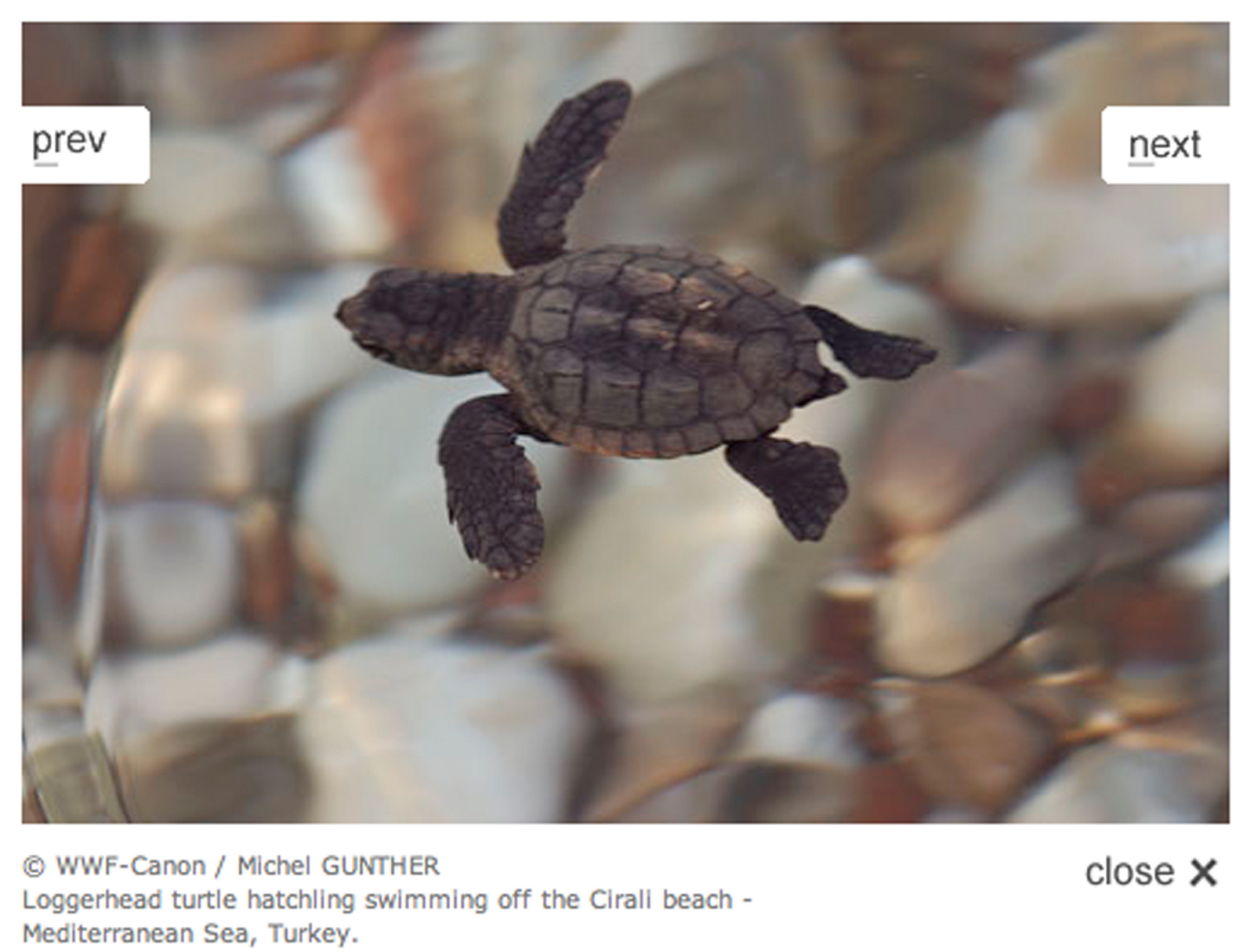 Critically Endangered Species: Leatherback Turtle