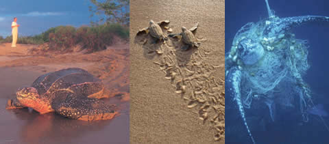 Critically Endangered Species: Leatherback Turtle