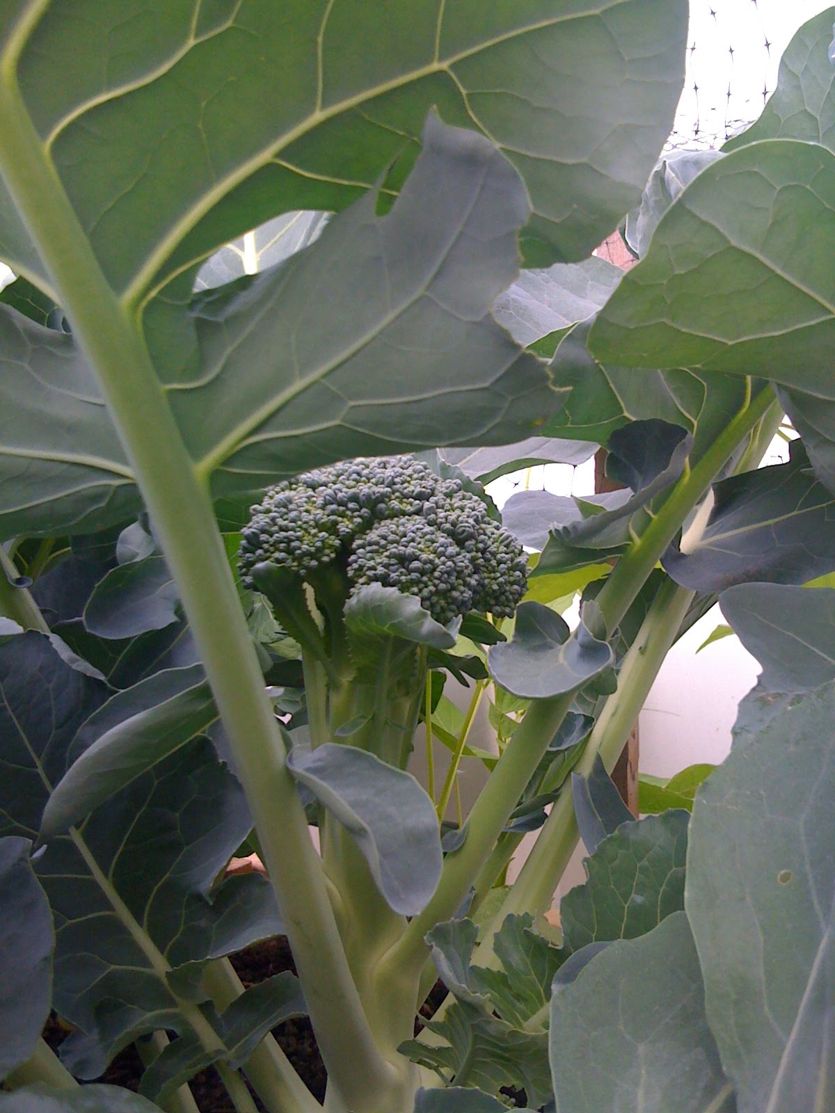 Pink Thumb: Broccoli