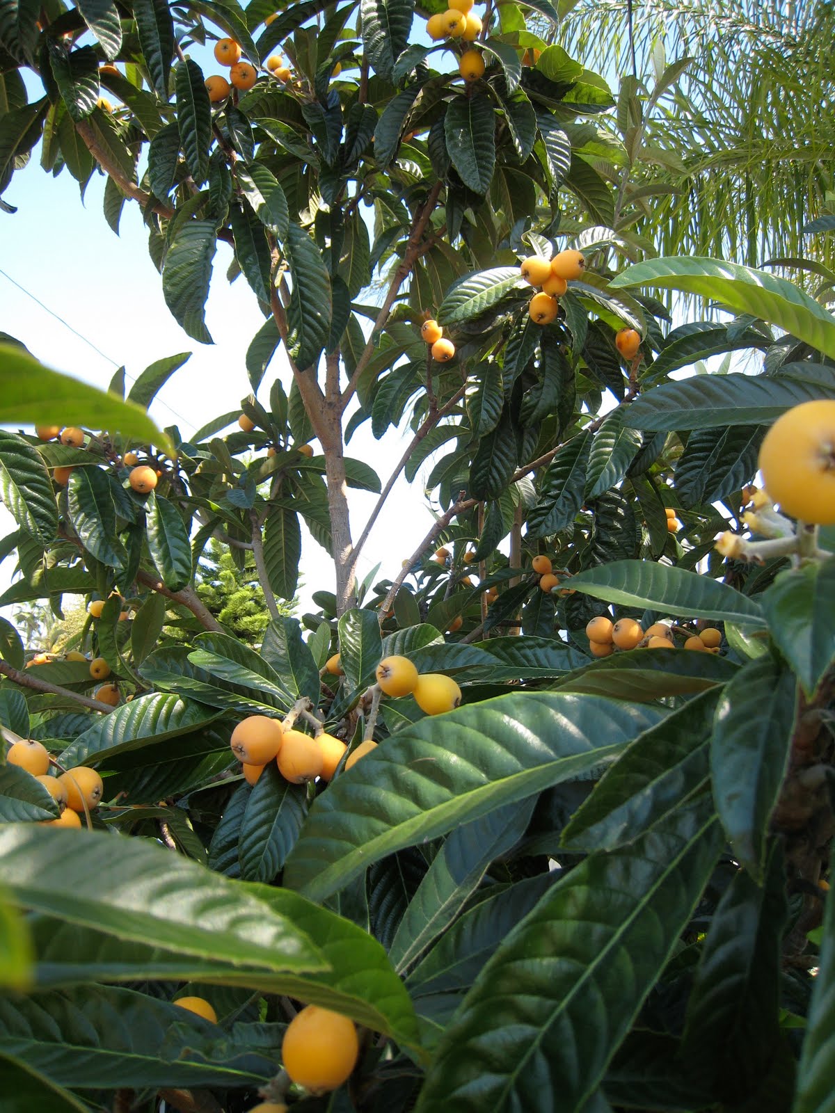 project small: saying goodbye to loquats: delilah's loquat butter recipe