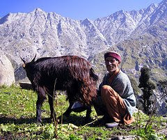 Tribes of India: Gaddi Tribes of Himachal Pradesh