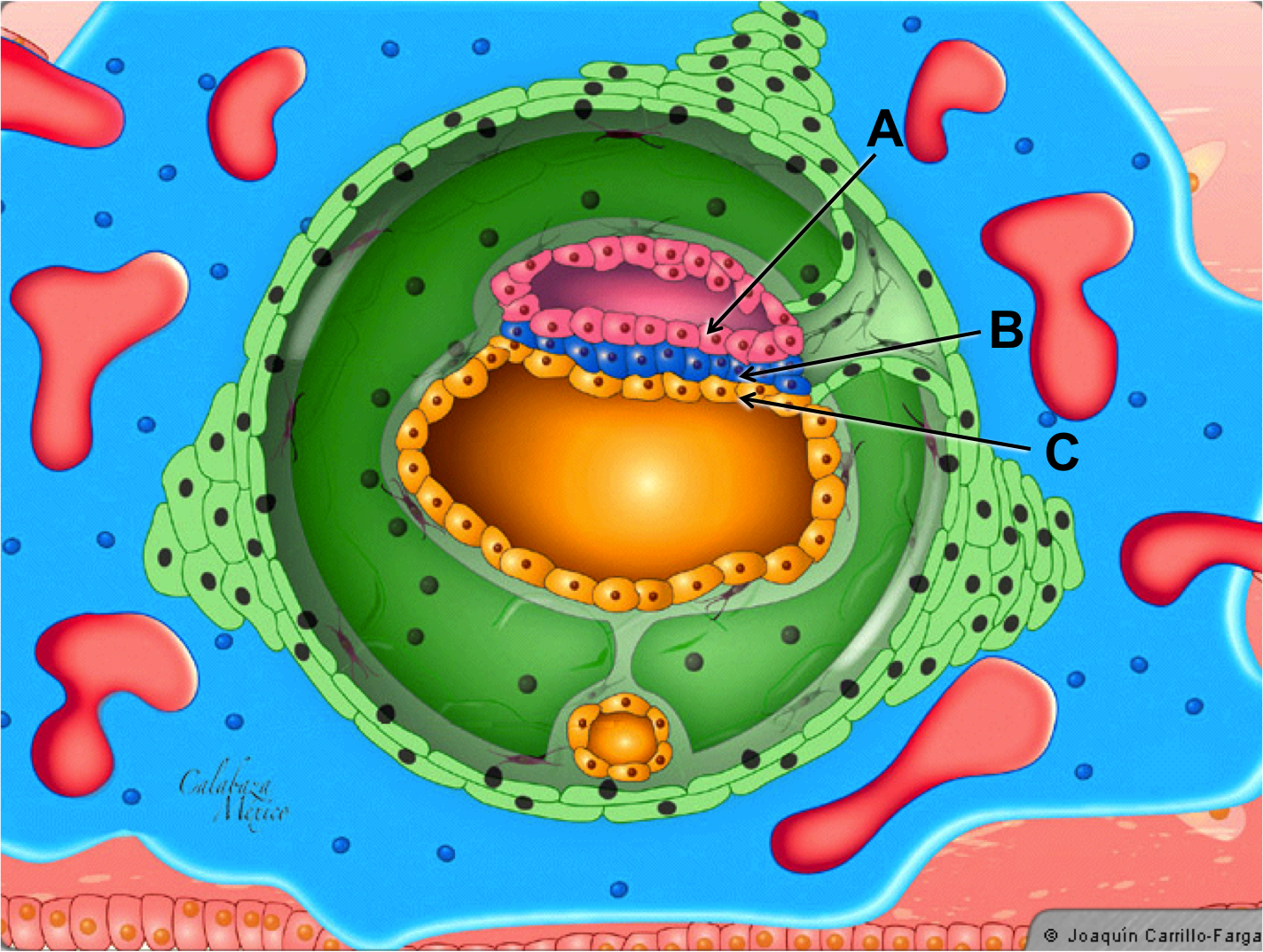 SOS EMBRIOLOGIA HUMANA: GASTRULACION