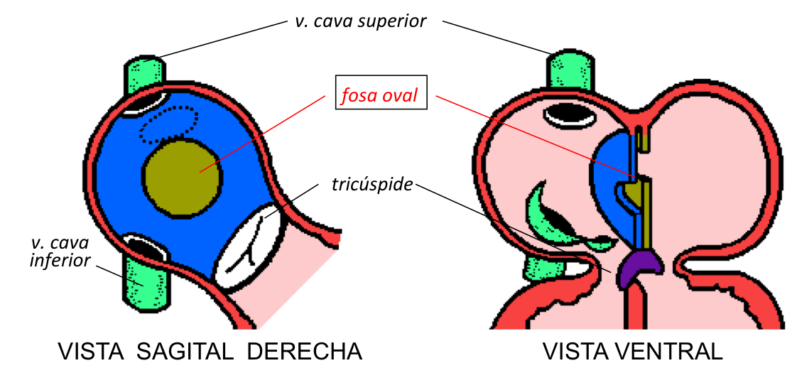 SOS EMBRIOLOGIA HUMANA: DESARROLLO DE CORAZON. SEPTACION ATRIAL 4