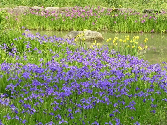 Four Seasons in Japan: Kakitsubata (Rabbit-Ear Iris)