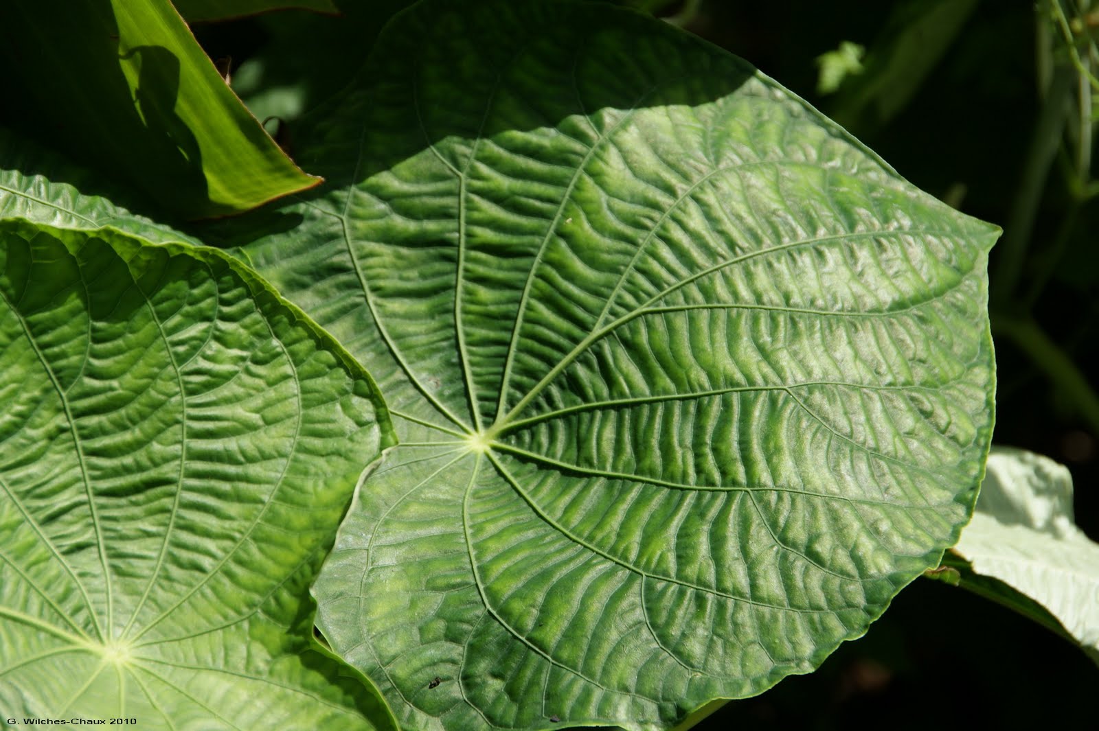 TEOFANÍAS: 'SEÑALES DE DIOS' EN EL BAJO SINÚ