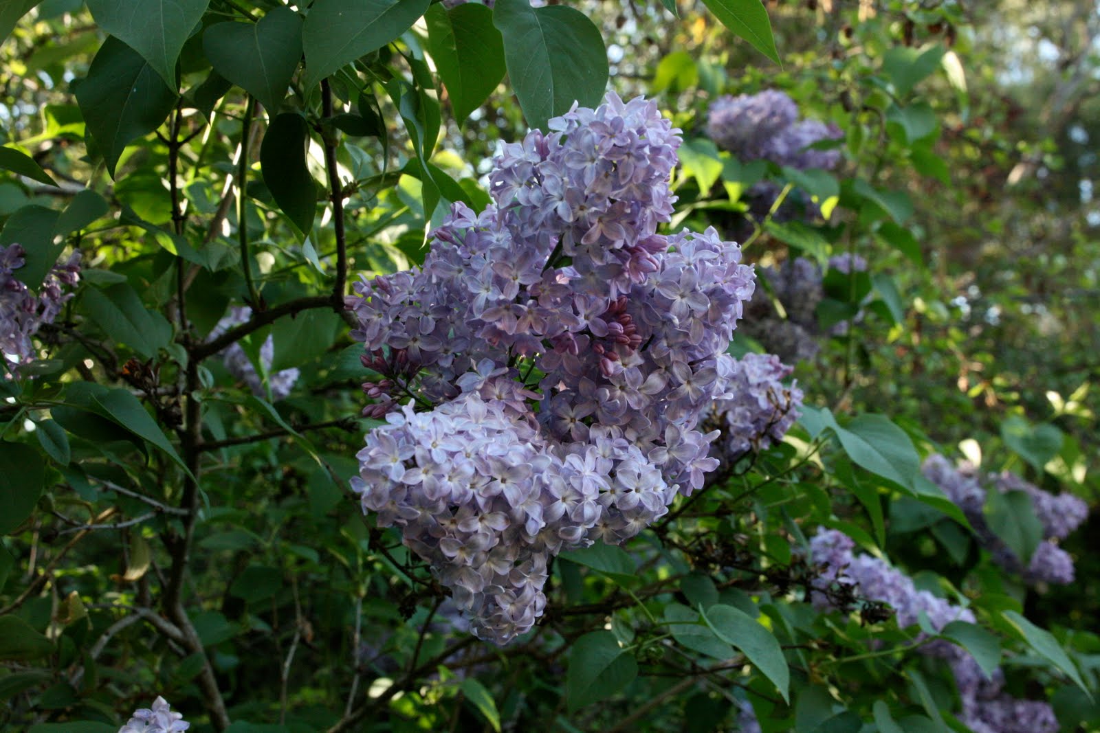 vignette design: The Sweet Scent of Lilacs