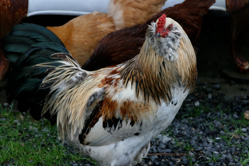 vignette design: Someday I'll Have Real Chickens!