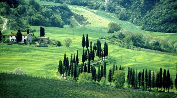 vignette design: Italian Cypress Trees