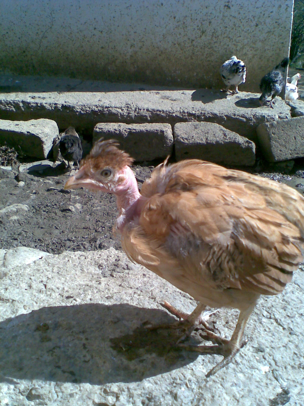 East Meets West Meets Girl