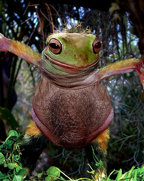 The ozplasmic Critter Emporium: Hairy Walking Frog