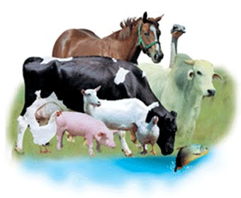 .: ZOOTECNIA E VOCÊ: POR QUE ESCOLHER?