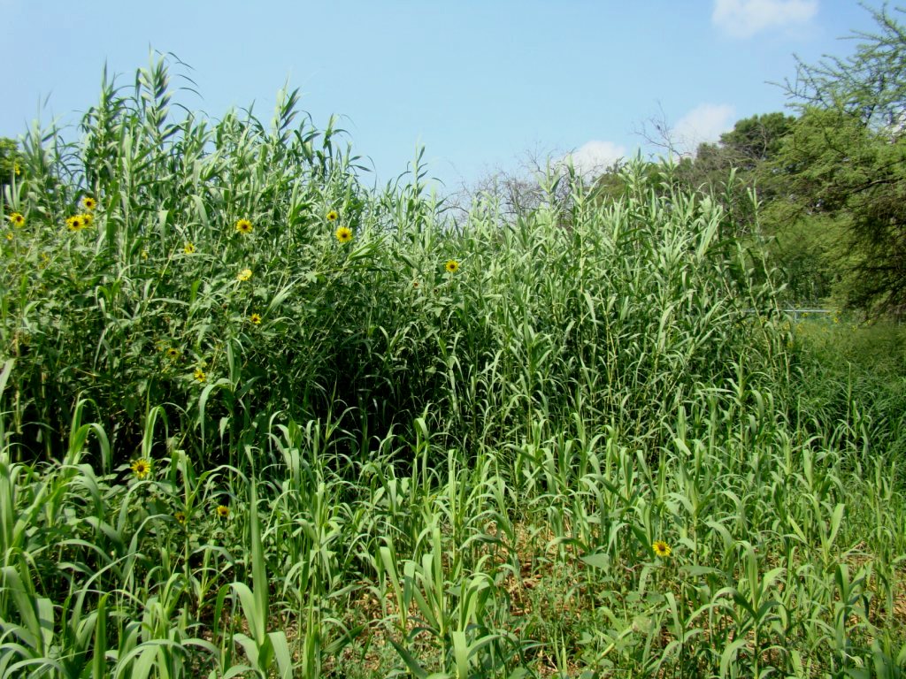 VIDA SILVESTRE EN NUEVO LEÓN: Carrizo (Arundo Donax).