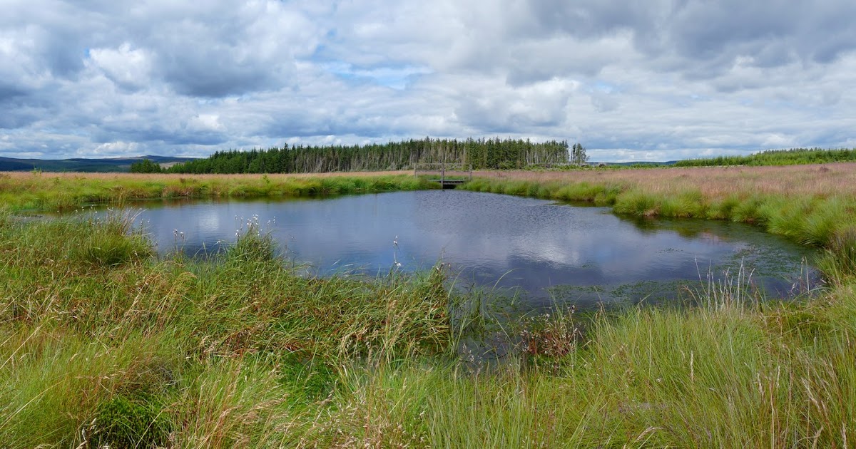 The Northumberland Naturalist: Falstone Moss