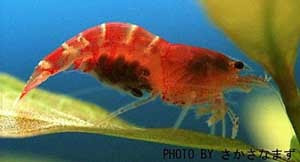 L I O N Q Z: RED CRYSTAL SHRIMP IS THE TINY BEAUTY