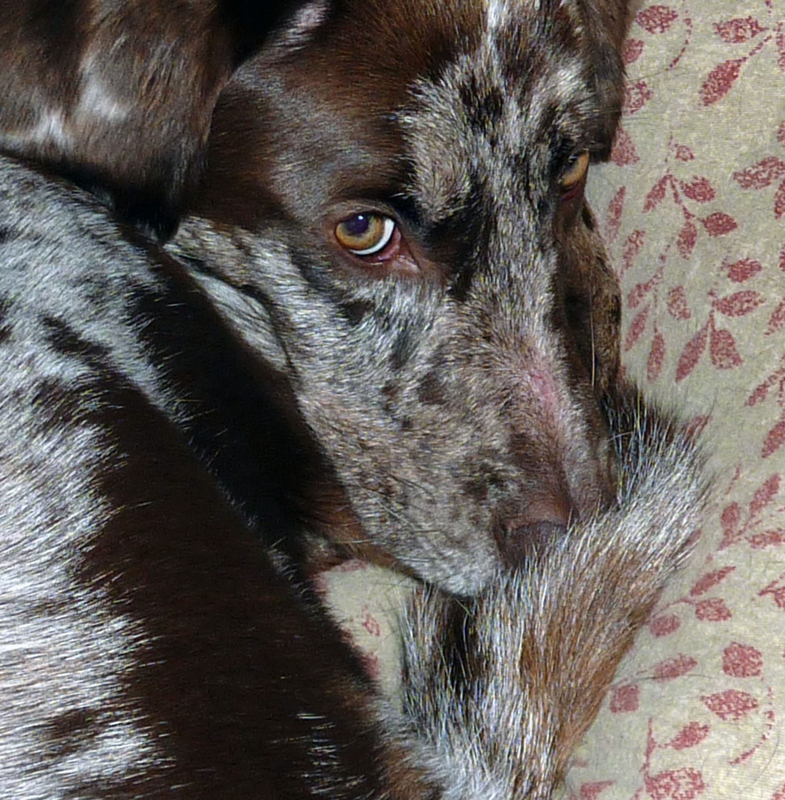 Peas and Beans: Demodectic Mange