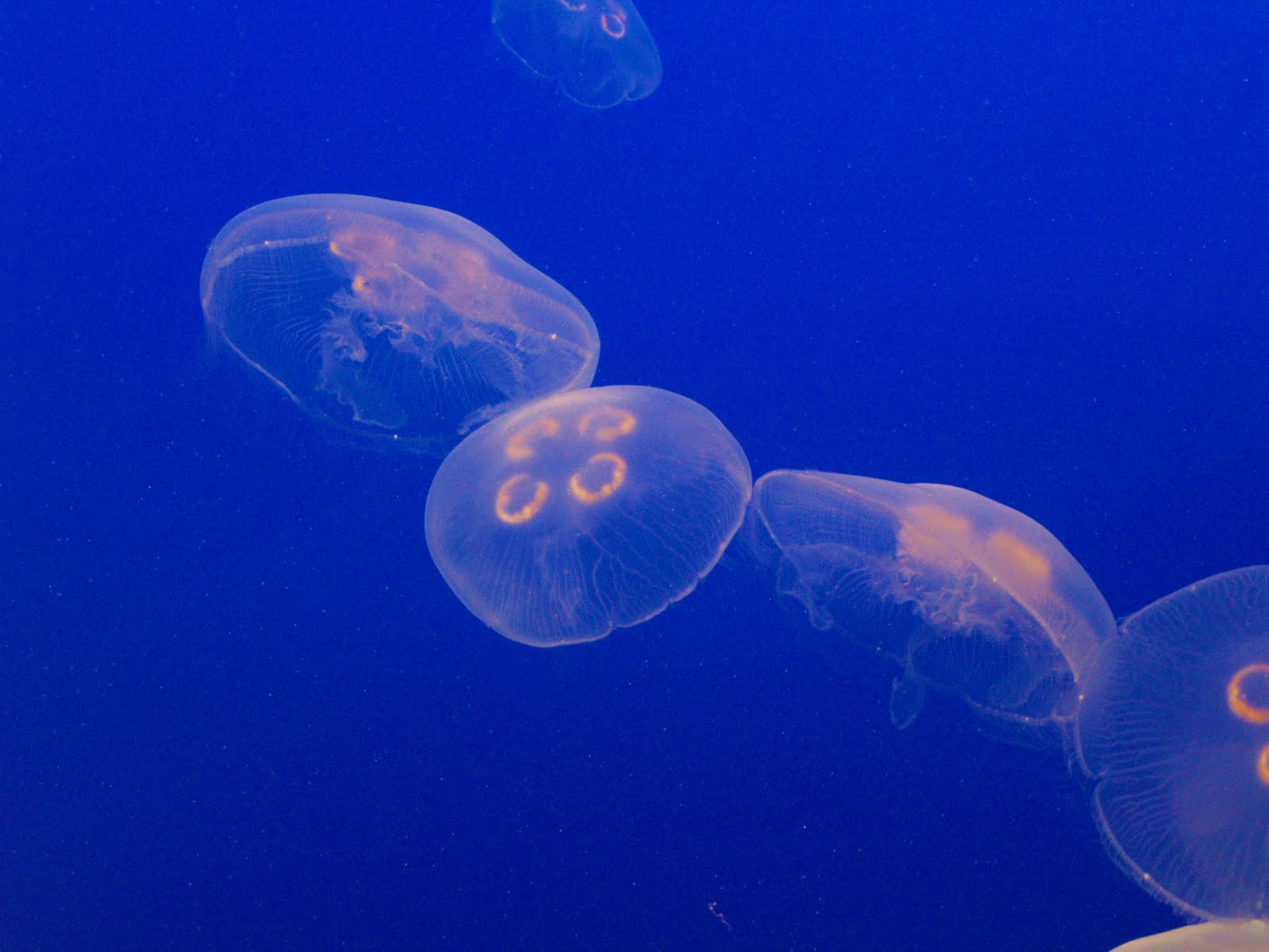 Bluebells Behind the Garage: Jellyfish