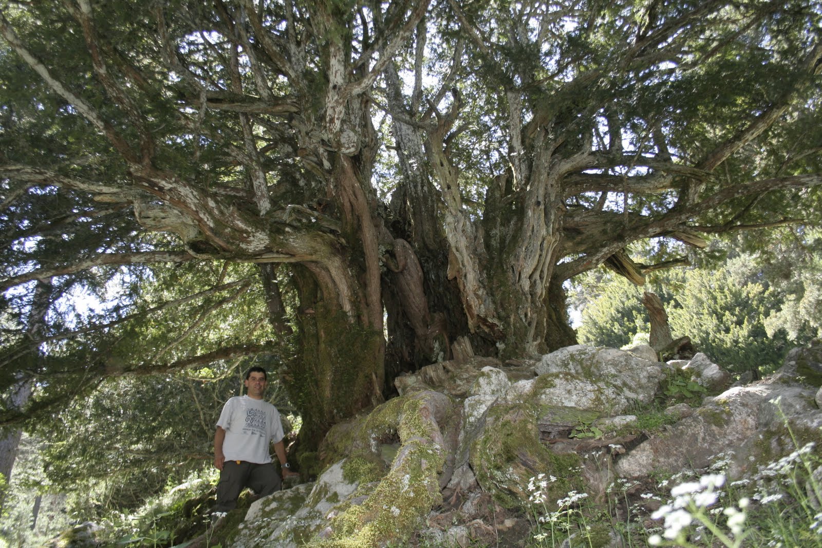CIENCIAS Y OCURRENCIAS: EL TEJO DE LA ROCA, UNO DE LOS ÁRBOLES MÁS ...