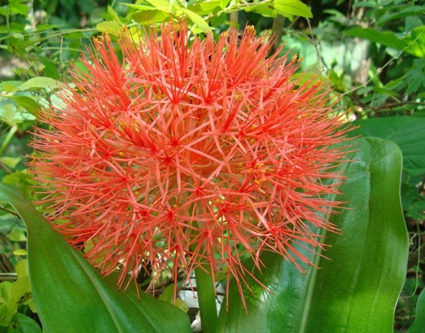 Andrea's Plants, Photos and Travels: The Bulbs: tropical style