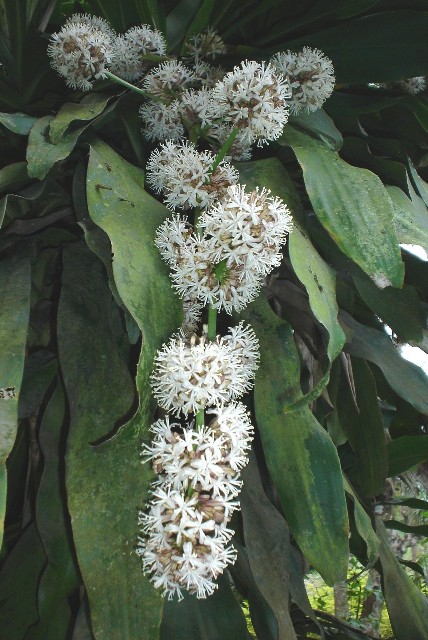 Andrea's Plants, Photos and Travels: Wordless Wednesday: Fortune plants