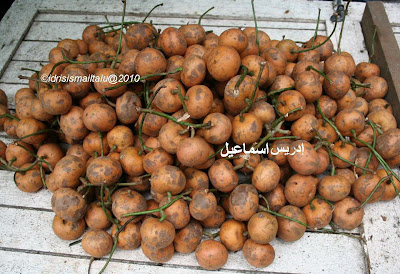 IdrisTalu: Buah tampoi