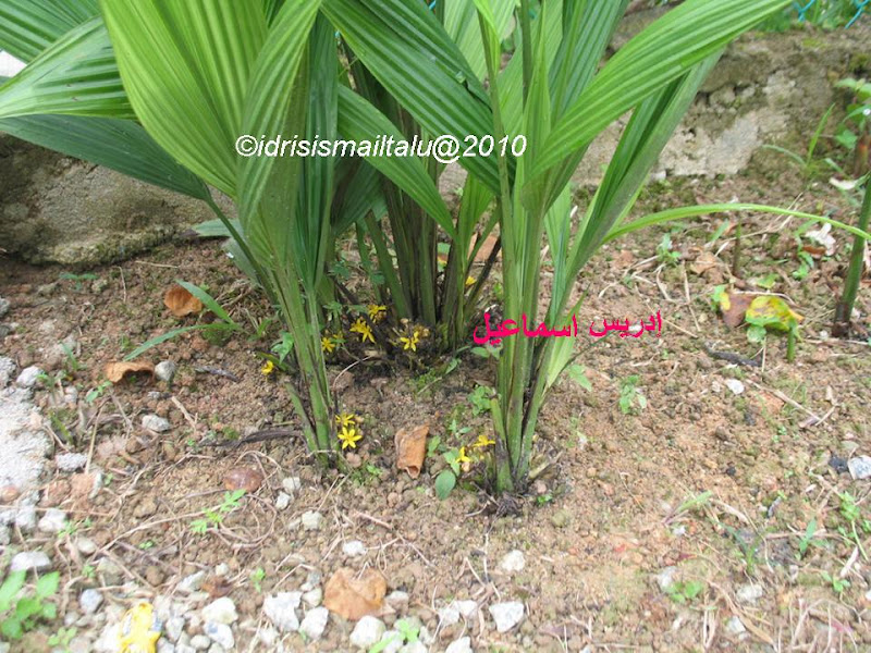 IdrisTalu: Lemba - Curculigo Latifolia