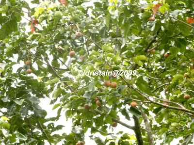 IdrisTalu: Sentul - Sandoricum Koetjape