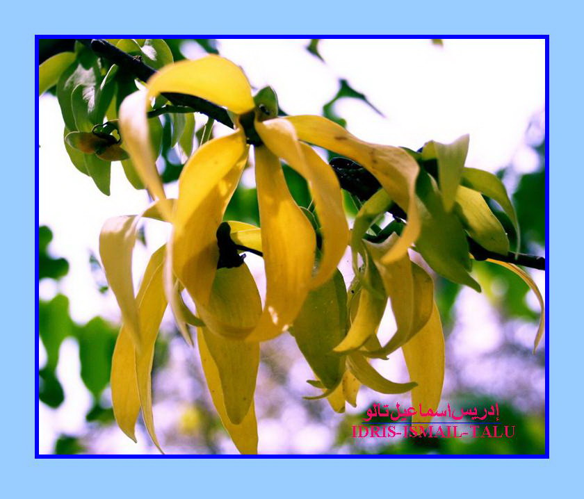 IdrisTalu: Bunga Kenanga