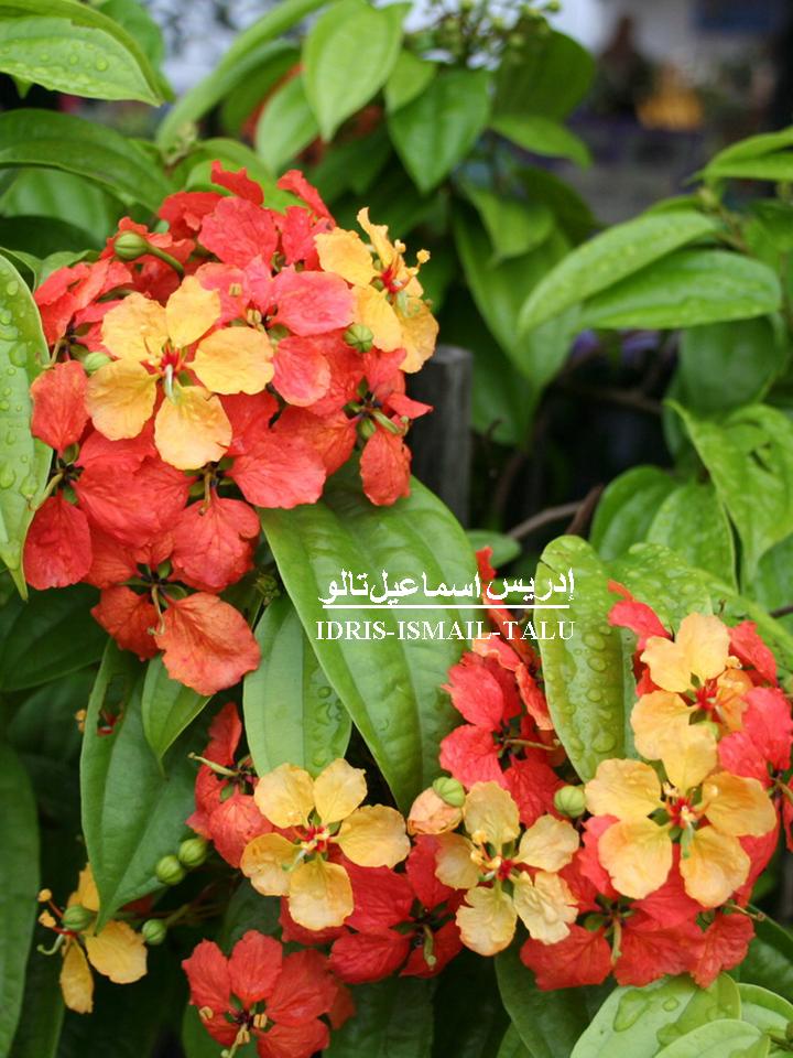 IdrisTalu: Keindahan Tumbuhan dan Bungaan